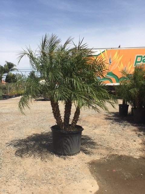 Buy Phoenix roebelenii (Triple Trunk) ( Pygmy Date Palm) | Bidscape