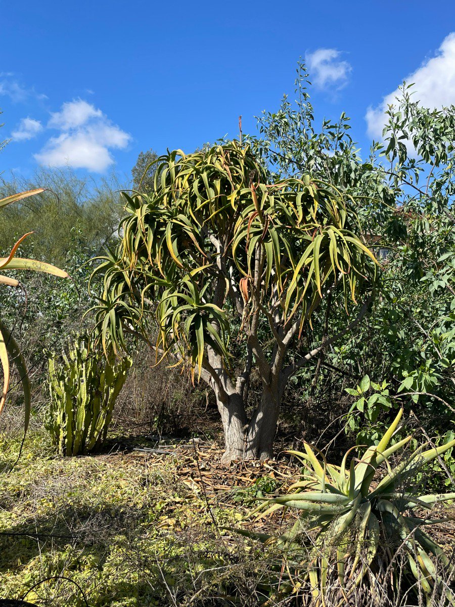 Buy Yucca rigida (Tree Form) (Blue Yucca) | Bidscape