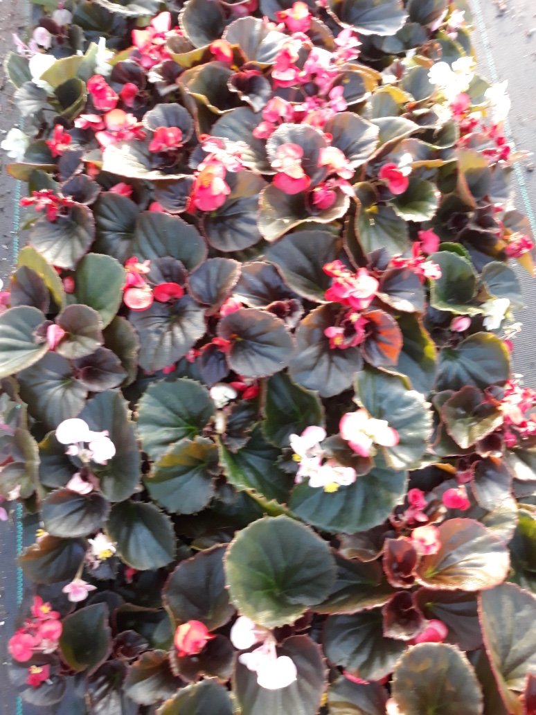 Buy Begonia semperflorens (Wax Begonia) | Bidscape