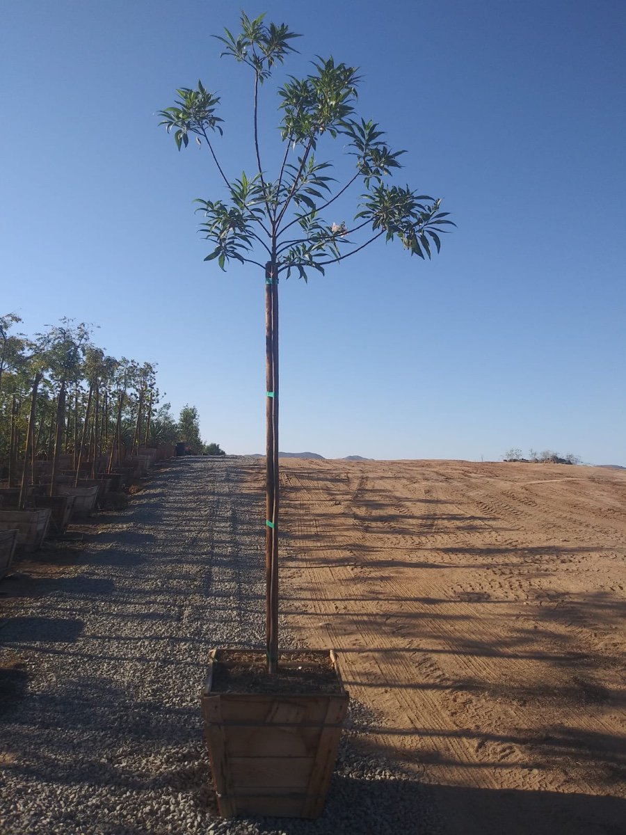 Buy Chitalpa tashkentensis 'Pink Dawn' (Pink Dawn Chitalpa)