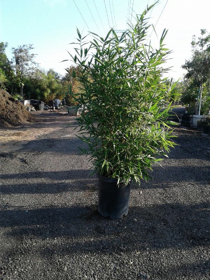 Buy Bambusa textilis (Weaver's Bamboo) | Bidscape