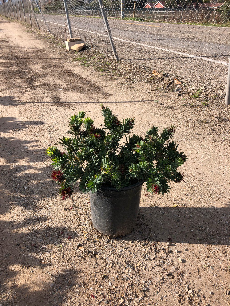 Buy Leucophyllum frutescens ‘Compacta’ (Compact Texas Ranger)