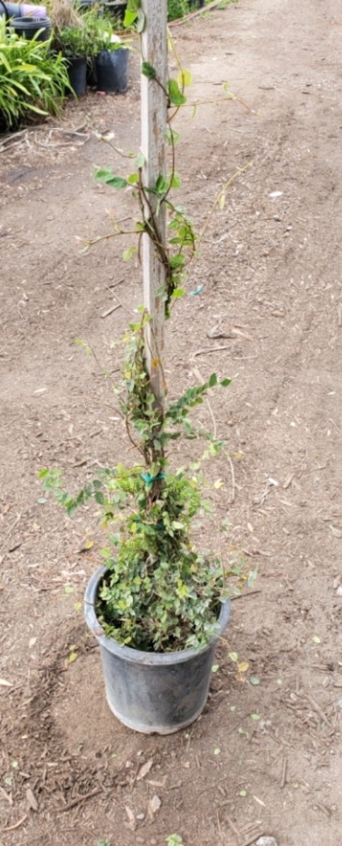 Buy Ficus pumila (F. repens) (Creeping Fig, Fig Ivy) | Bidscape