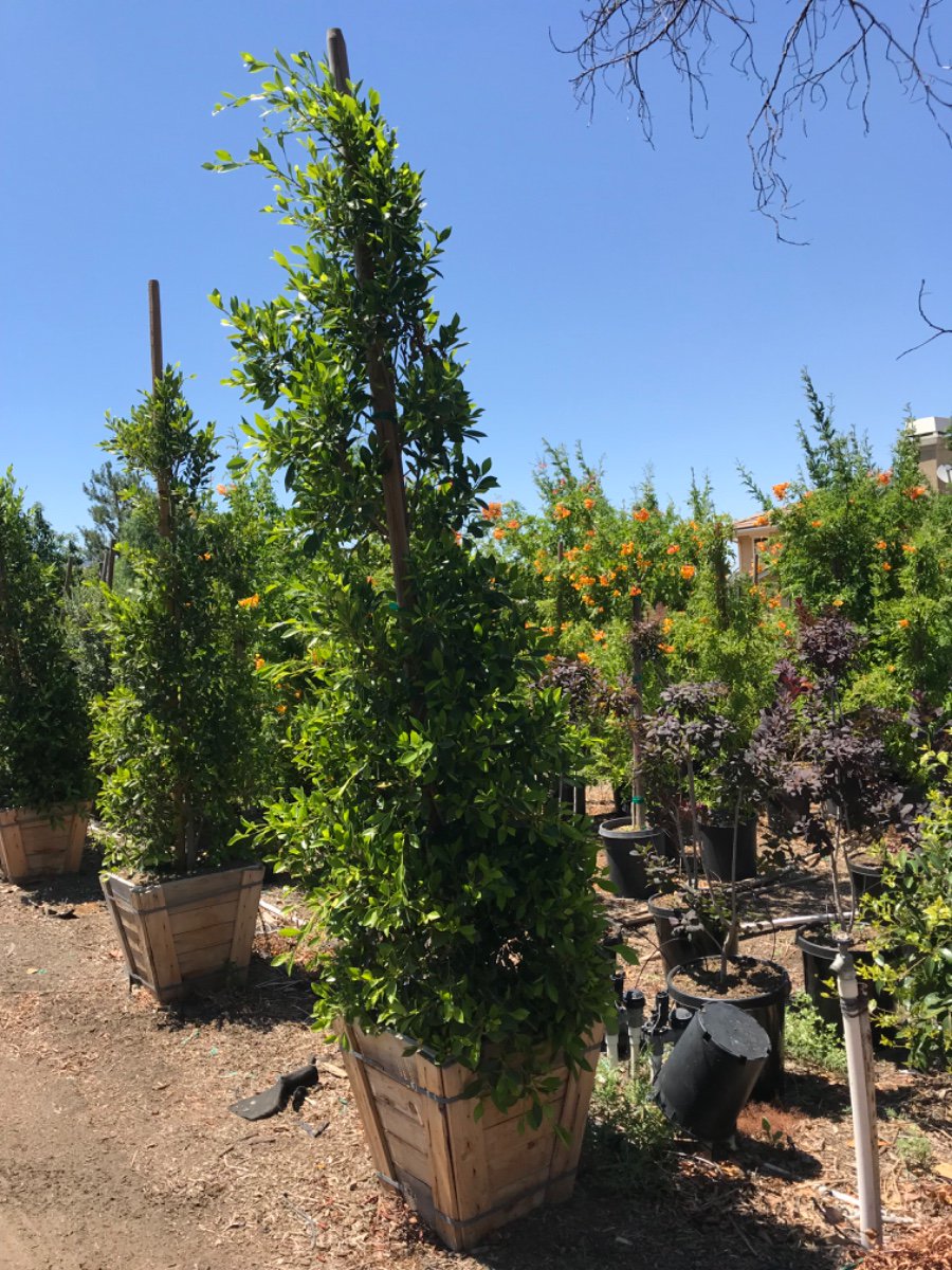 Buy Ficus microcarpa nitida (Column) (Indian Laurel) | Bidscape