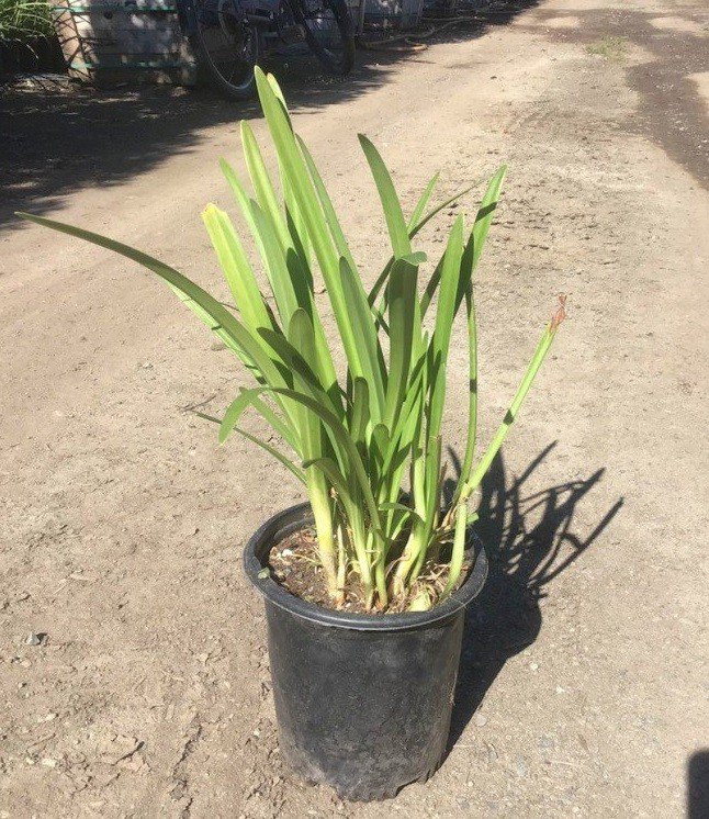 Buy Agapanthus africanus ‘Peter Pan White’