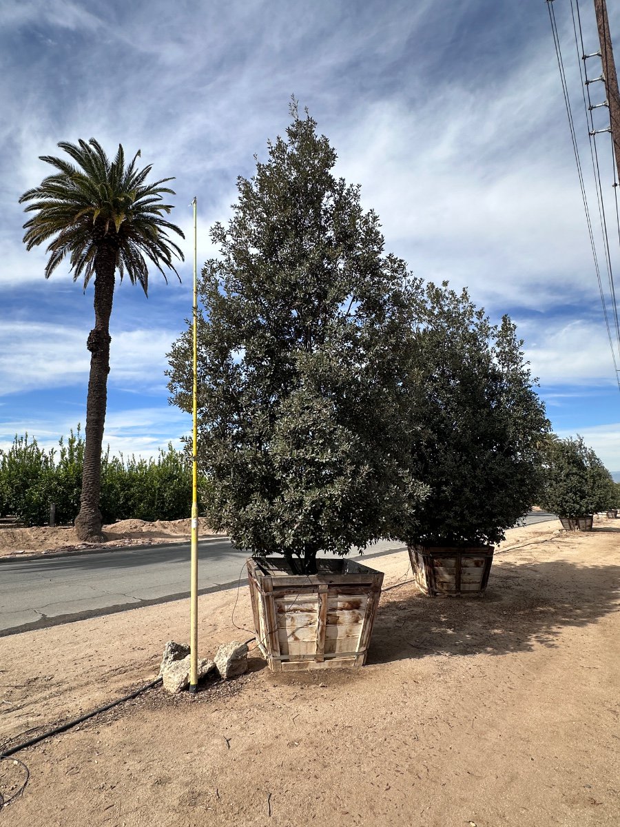 Buy Quercus tomentella (Island Oak) | Bidscape