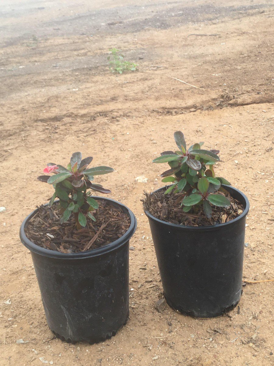 Buy Euphorbia milii 'Dwarf Apache' (Crown of Thorns) | Bidscape