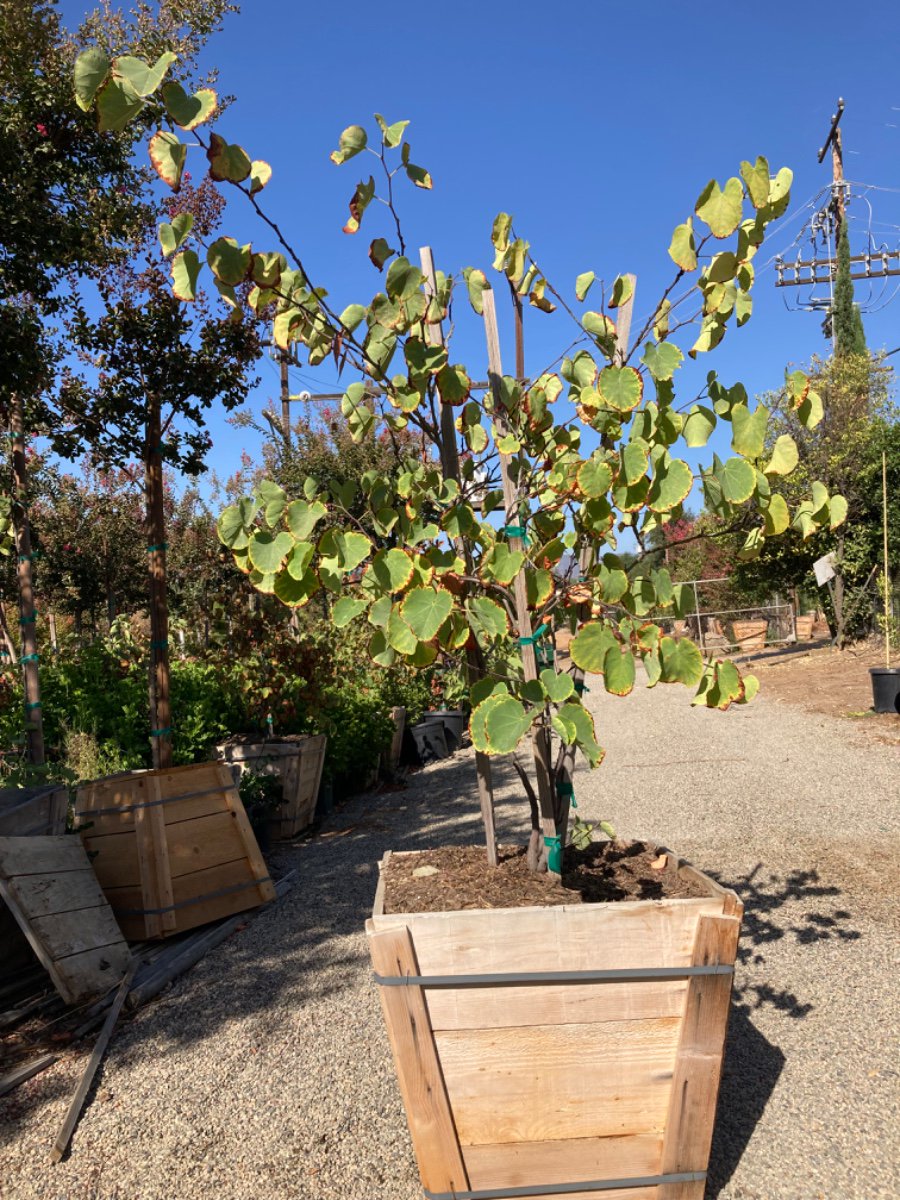 Buy Cercis canadensis (Multi) (Eastern Redbud) | Bidscape