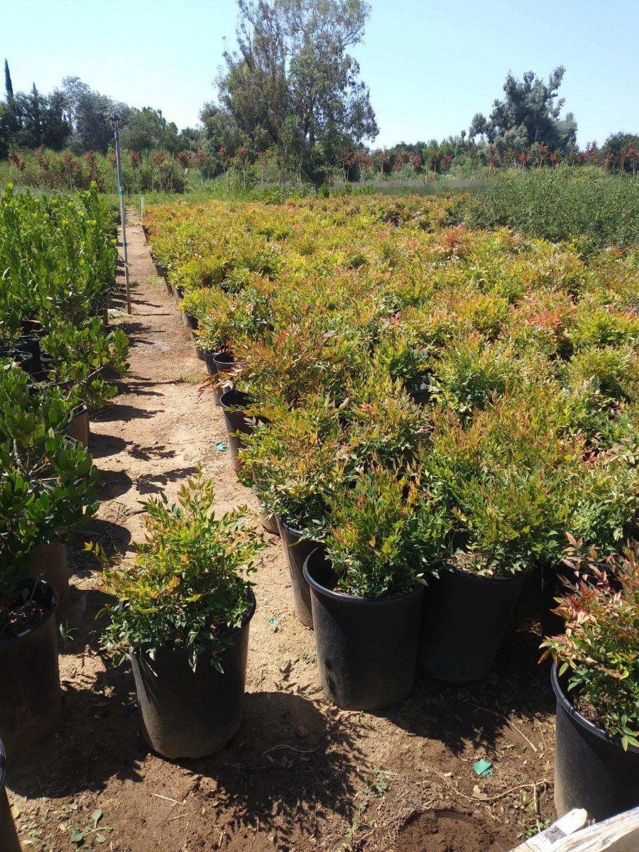 Buy Nandina domestica 'Gulf Stream' (Gulf Stream Heavenly Bamboo)