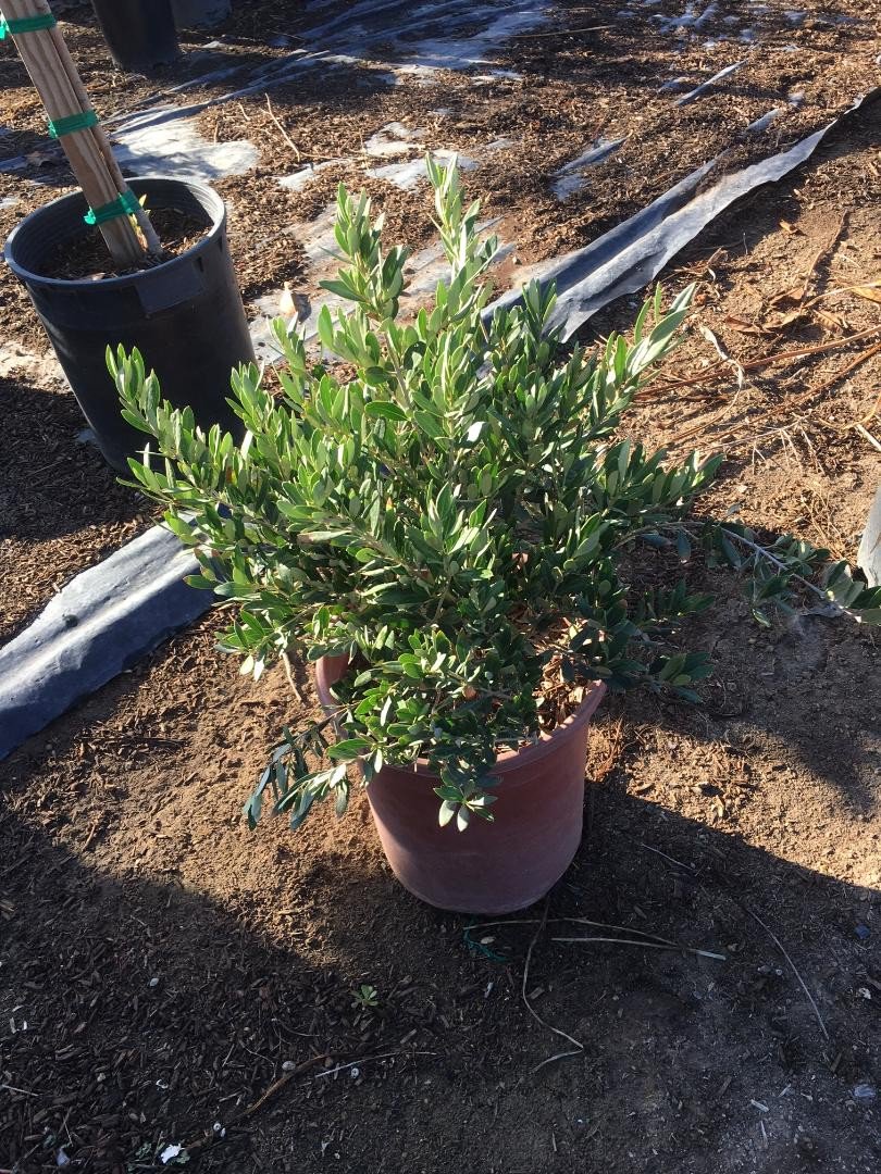 Buy Olea europaea 'Montra' (Little Ollie Dwarf Olive) | Bidscape