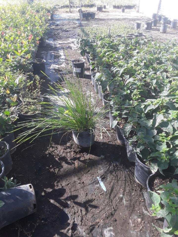 Buy Lomandra longifolia 'Breeze' (Dwarf Mat Rush 'Breeze') | Bidscape