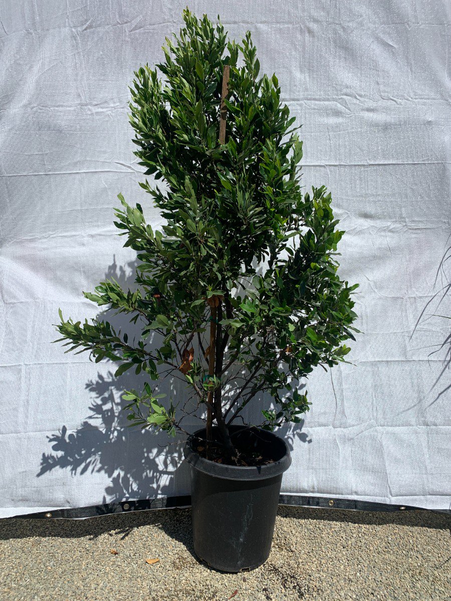 Buy Prunus caroliniana 'Compacta' (Standard)