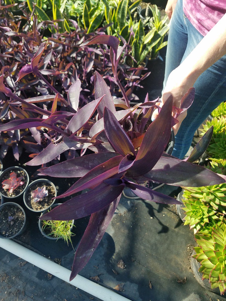 Buy Tradescantia pallida 'Purpurea' (Purple Heart, Purple Queen)