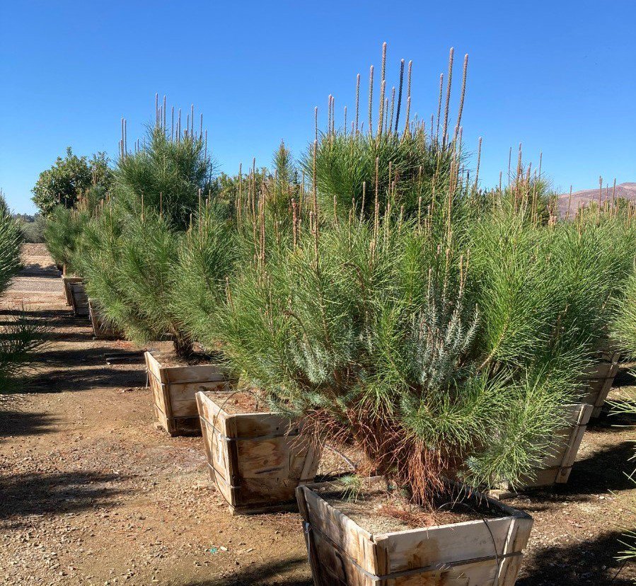 Buy Pinus pinea (Italian Stone Pine) | Bidscape