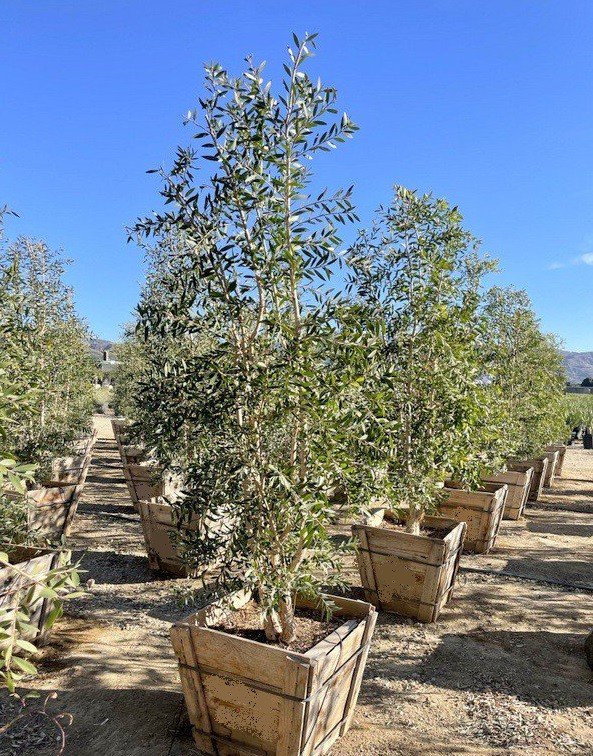 Buy Pelargonium peltatum 'Balcon Lavender'