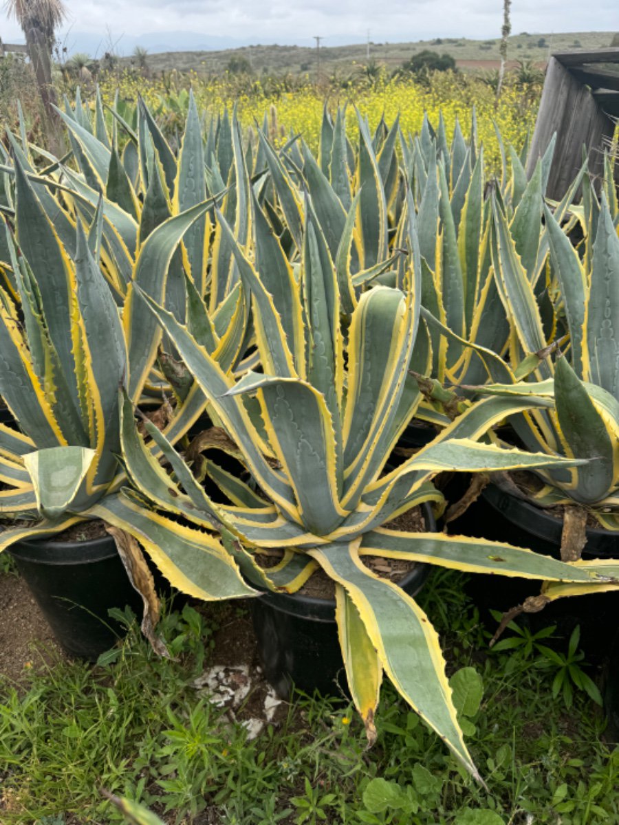 Buy Agave americana 'Variegata' (Variegated Century Plant) | Bidscape