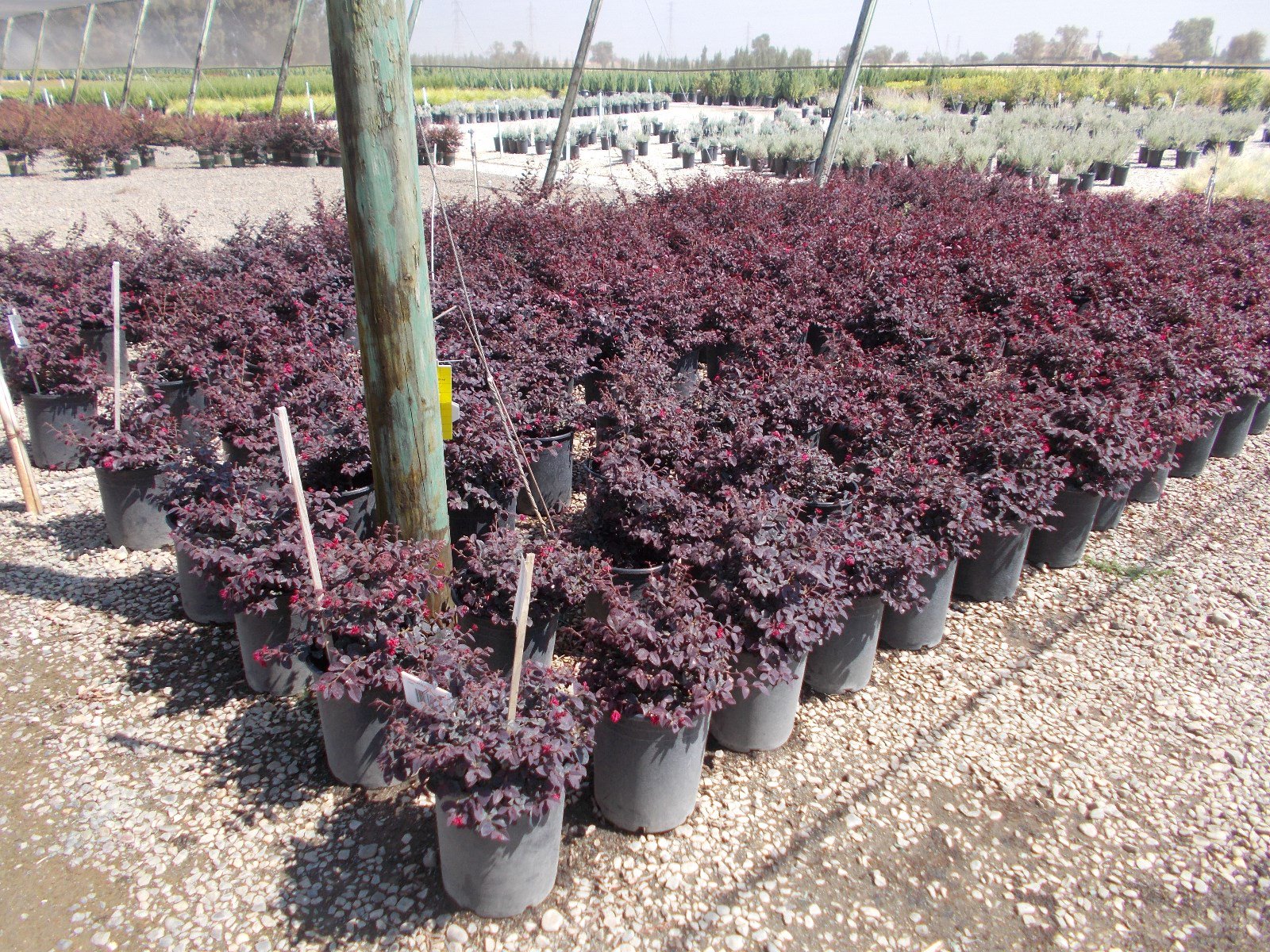 Buy Loropetalum chinense 'Chang Nian Hong' (Ever Red Fringe Flower)