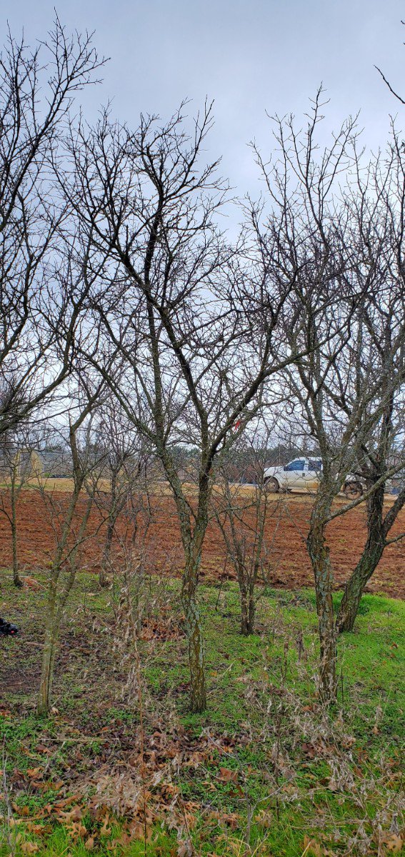 Buy Quercus polymorpha (Monterrey Oak) | Bidscape