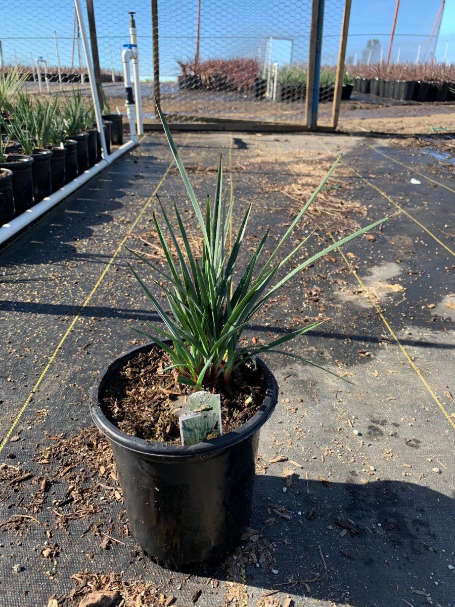 Buy Dianella revoluta 'Little Rev' (Little Rev Flax Lily) | Bidscape