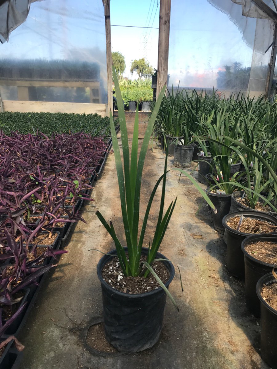 Buy Anigozanthos 'Big Roo' (Yellow Tall) (Kangaroo Paw ) | Bidscape