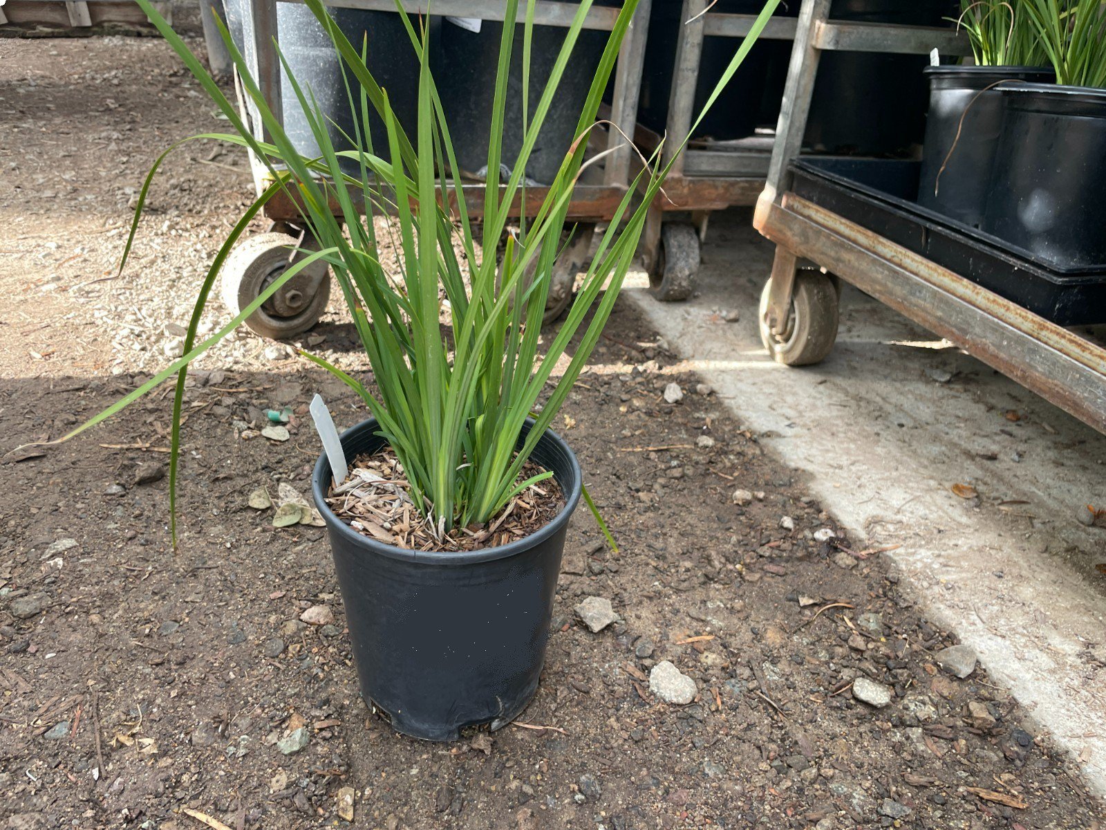 Buy Prosopis x 'Phoenix' (Standard) (Phoenix Thornless Mesquite)
