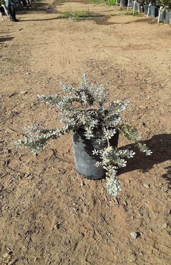 Buy Eremophila glabra 'Grey Horizon' (Grey Horizon Emu Bush)