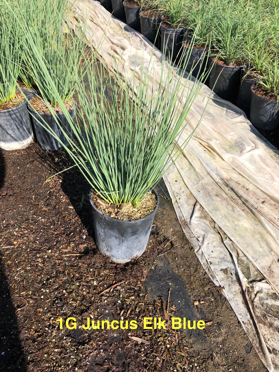 Buy Juncus patens 'Elk Blue' (Elk Blue California Gray Rush)