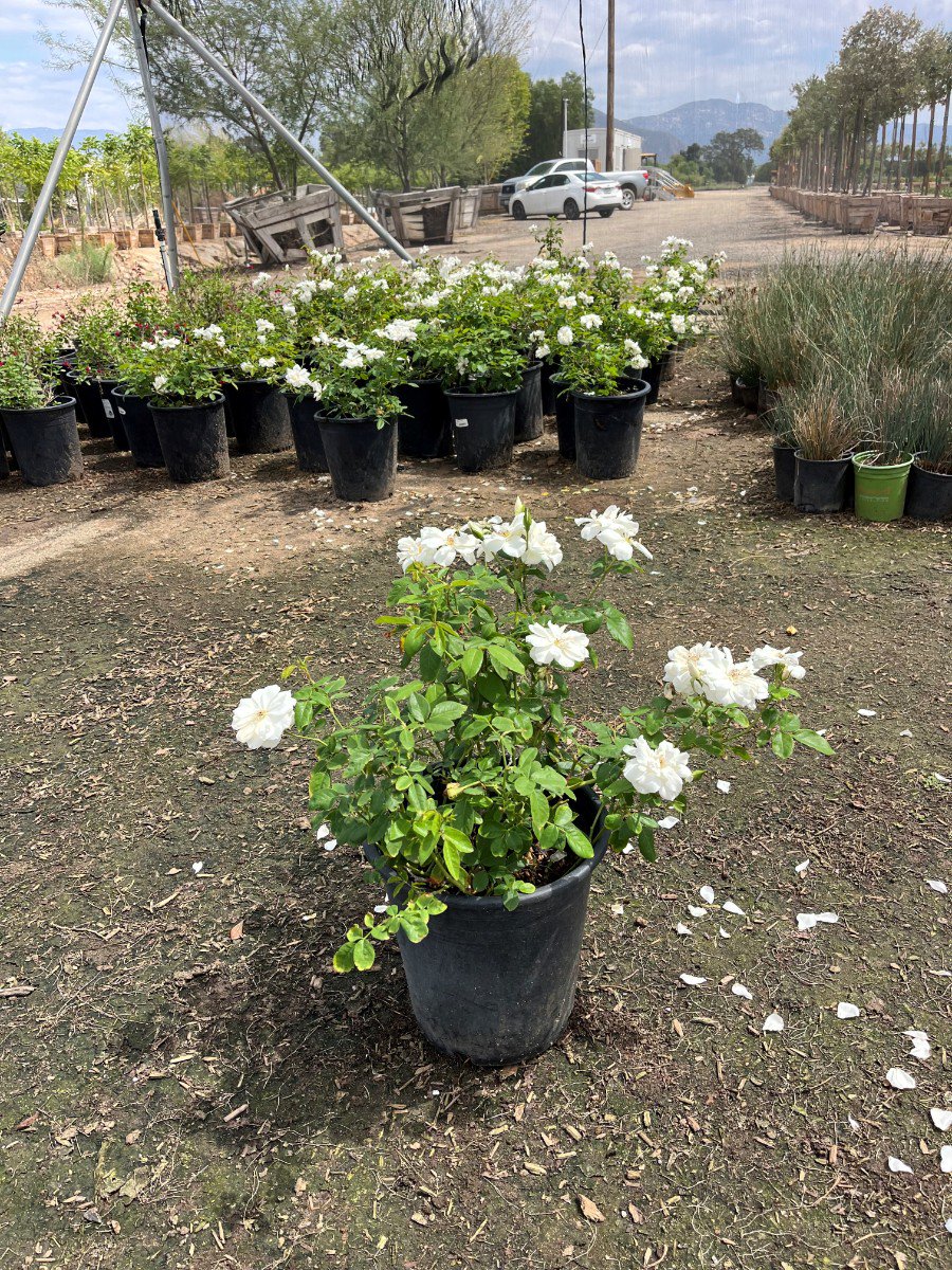 Buy Rosa floribunda 'Iceberg' (Iceberg Rose ) | Bidscape