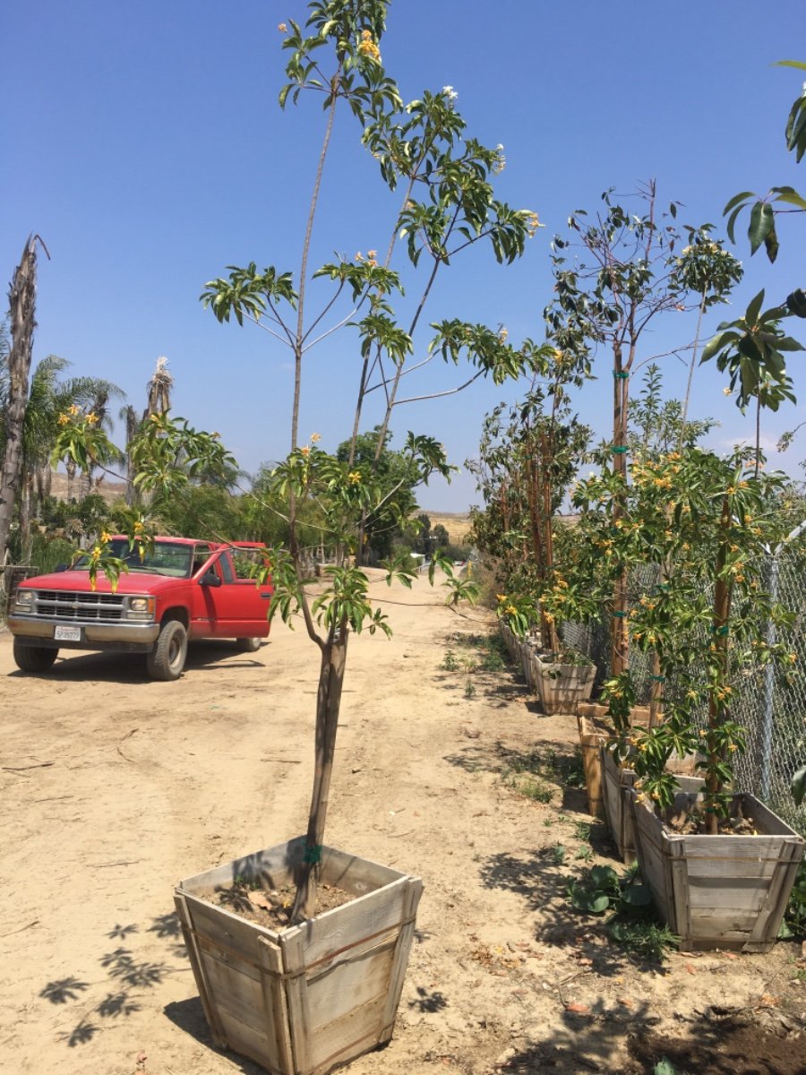 Buy Acacia podalyriifolia (Standard) (Pearl Acacia) | Bidscape