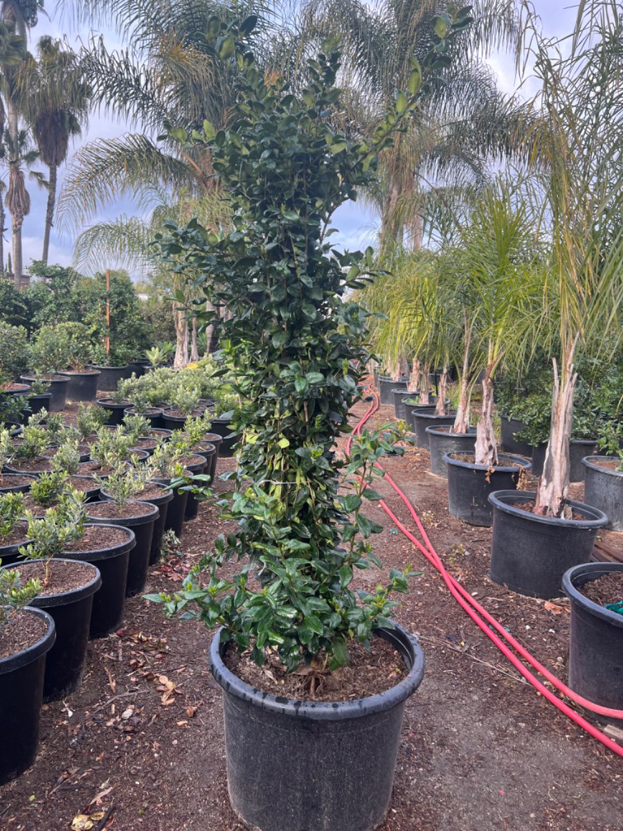 Buy Ligustrum japonicum 'Texanum' (Column) (Waxleaf Privet)
