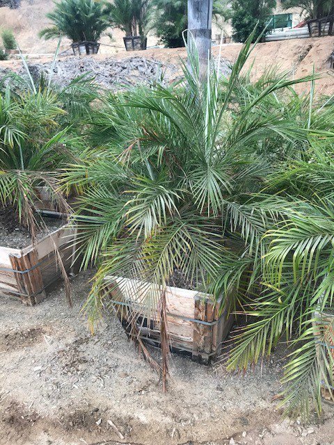 Buy Phoenix roebelenii (Triple Trunk) ( Pygmy Date Palm) | Bidscape