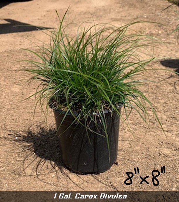 Buy Carex divulsa (European Grey Sedge, Berkeley Sedge) | Bidscape