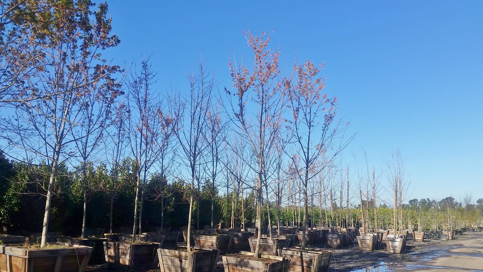 Buy Acer rubrum 'October Glory' (October Glory Red Maple) | Bidscape