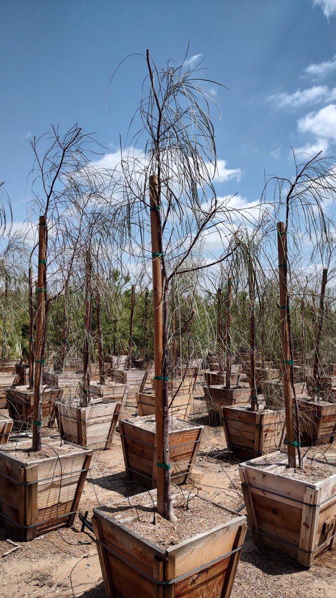 Buy Sophora secundiflora 'Silver Peso'