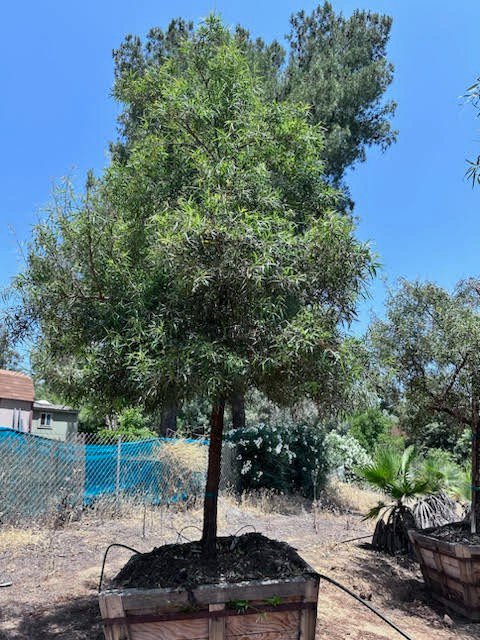 Buy Magnolia grandiflora ‘Russet’ (Standard)