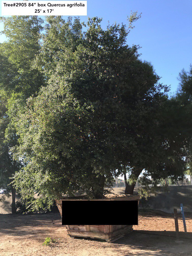 Buy Quercus engelmannii (Multi) (Mesa Oak, Engelmann Oak) | Bidscape