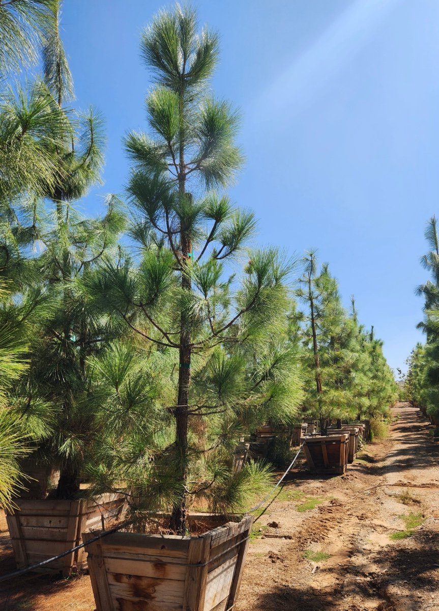 Buy Pinus canariensis (Standard) (Canary Island Pine) | Bidscape