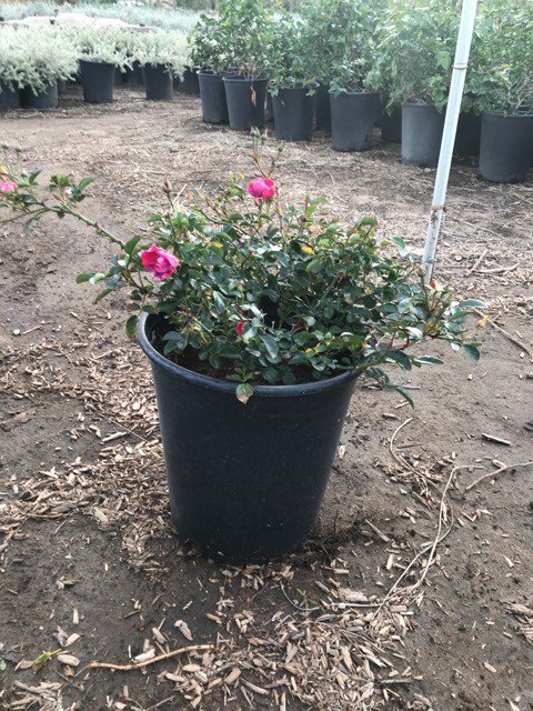 Buy Rosa 'Flower Carpet Red' (Flower Carpet Red Groundcover Rose)