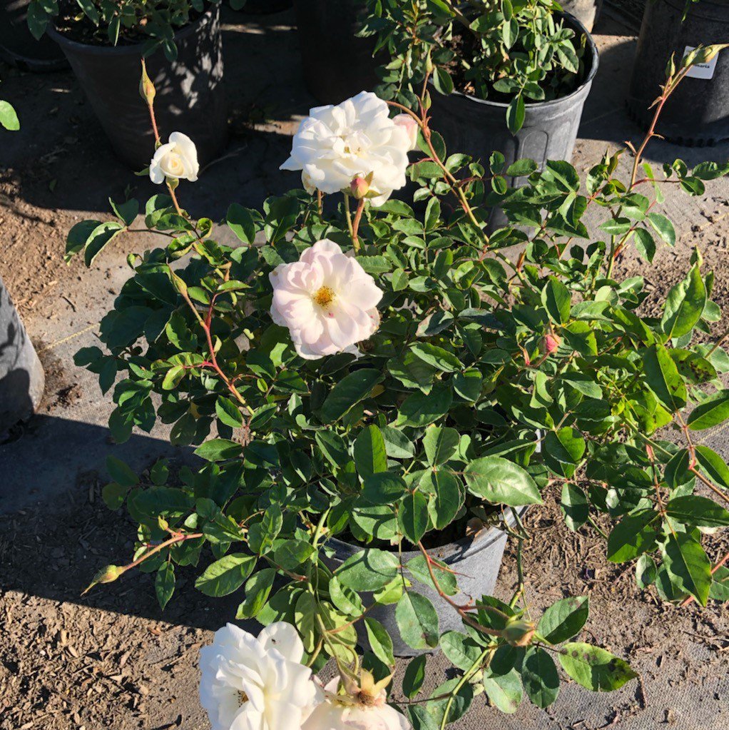 Buy Rosa 'Iceberg' (White) (Iceberg Shrub Rose) | Bidscape