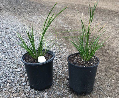 Buy Lomandra longifolia 'Breeze' (Dwarf Mat Rush 'Breeze') | Bidscape