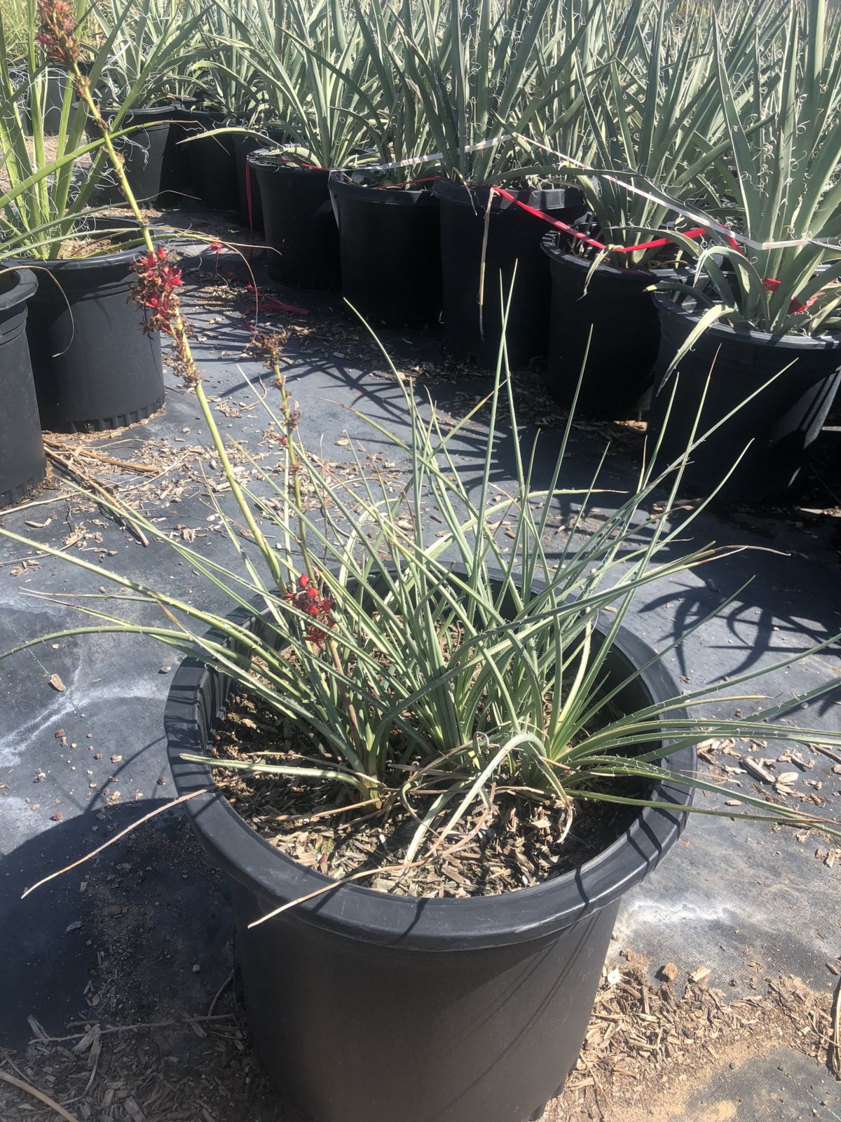 Buy Delosperma dyeri 'Red Mountain'