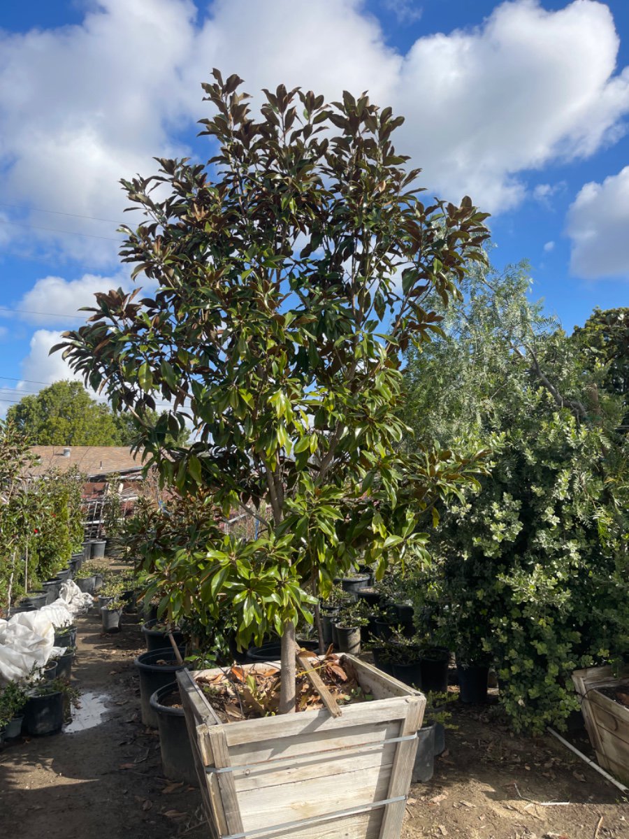 Buy Magnolia grandiflora 'Little Gem'