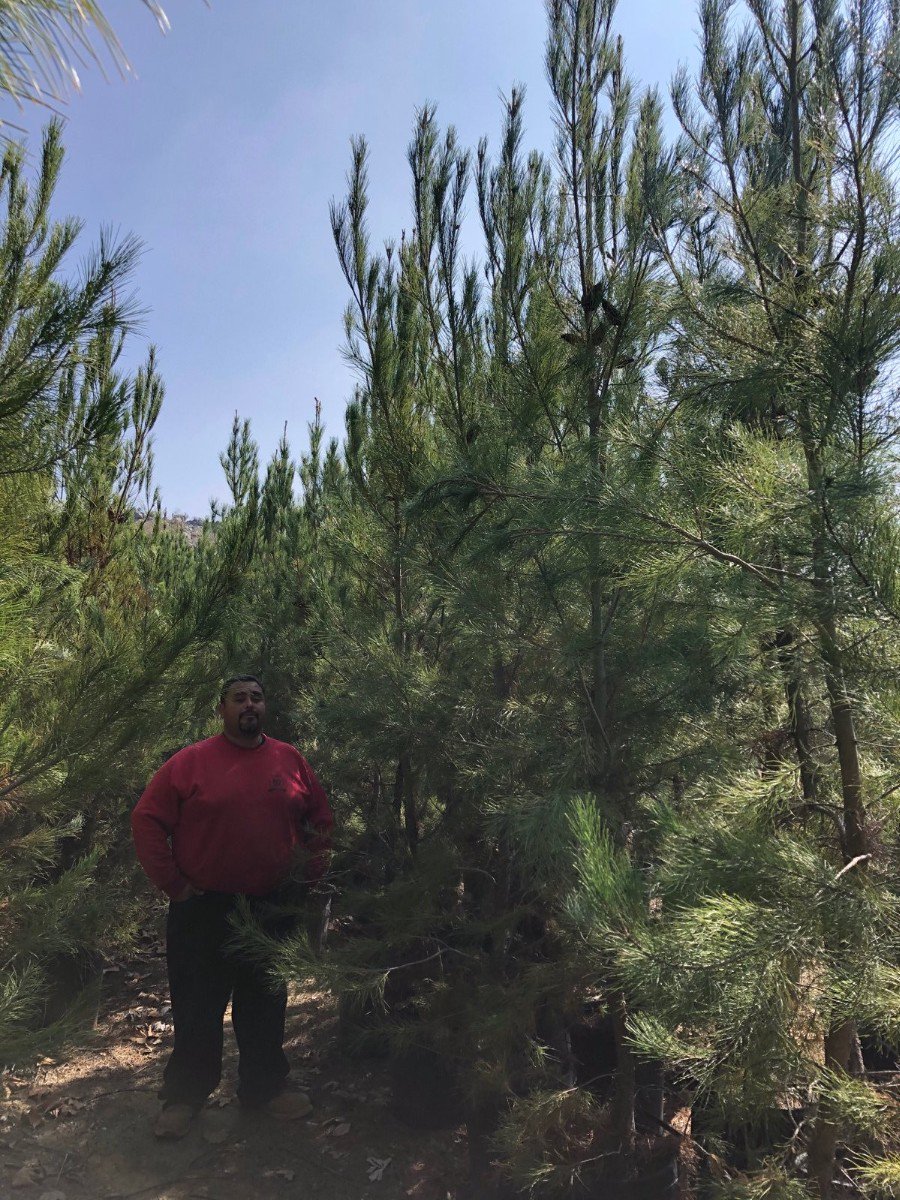 Buy Pinus eldarica (Afghan Pine) | Bidscape