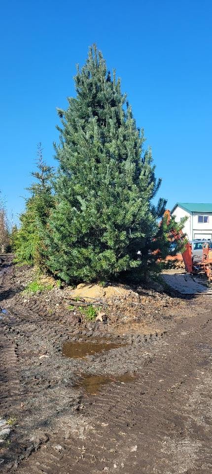 Buy Thuja plicata var. Excelsa (Excelsa Western Red Cedar) | Bidscape