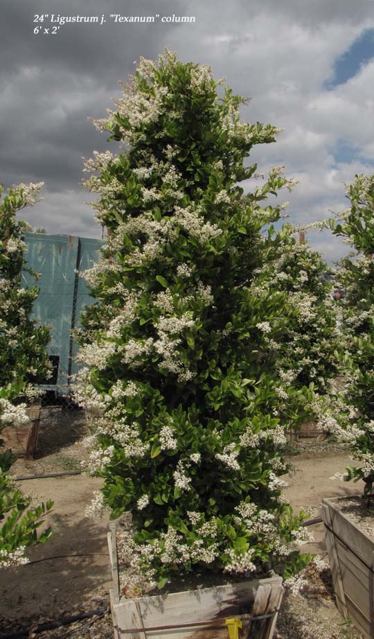 Buy Ligustrum japonicum 'Texanum' (Column) (Waxleaf Privet)