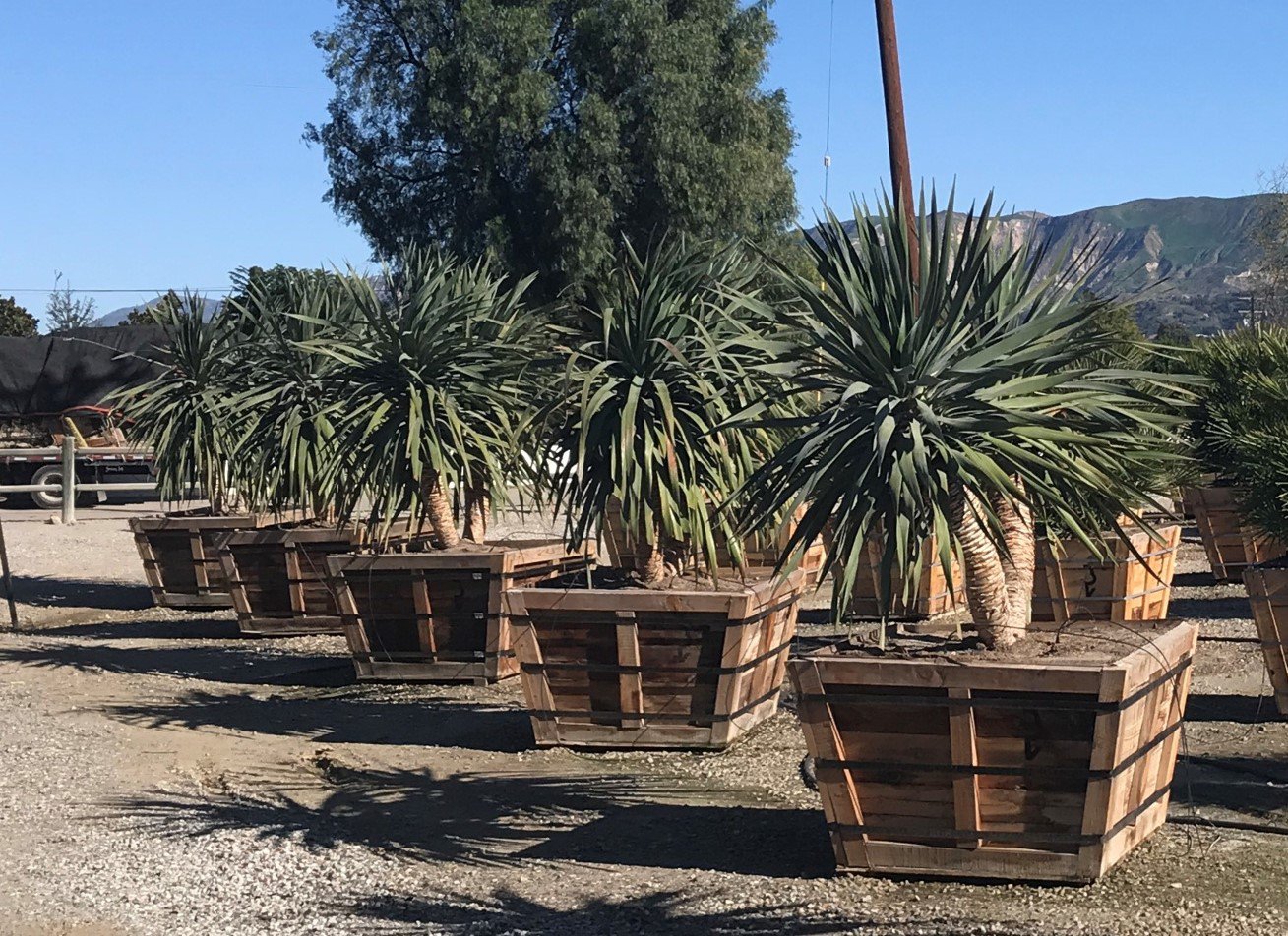 Buy Dracaena draco (Triple-trunk) (Dragon Tree) | Bidscape