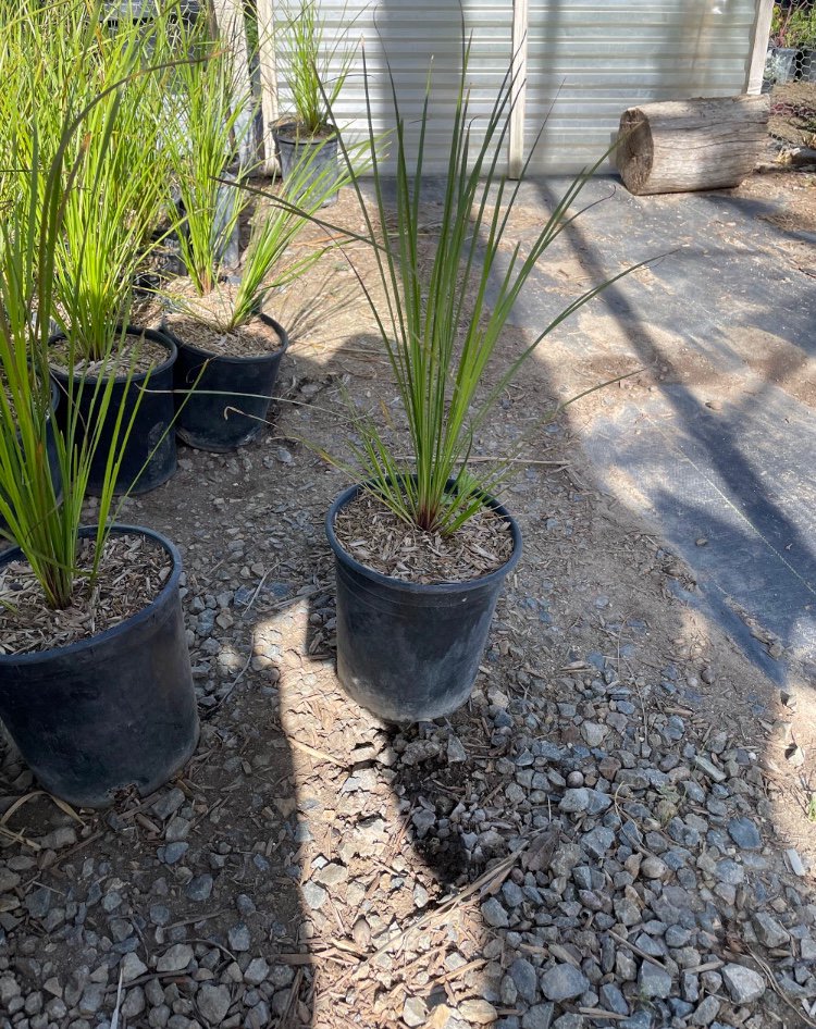 Buy Lomandra longifolia 'Breeze' (Dwarf Mat Rush 'Breeze') | Bidscape