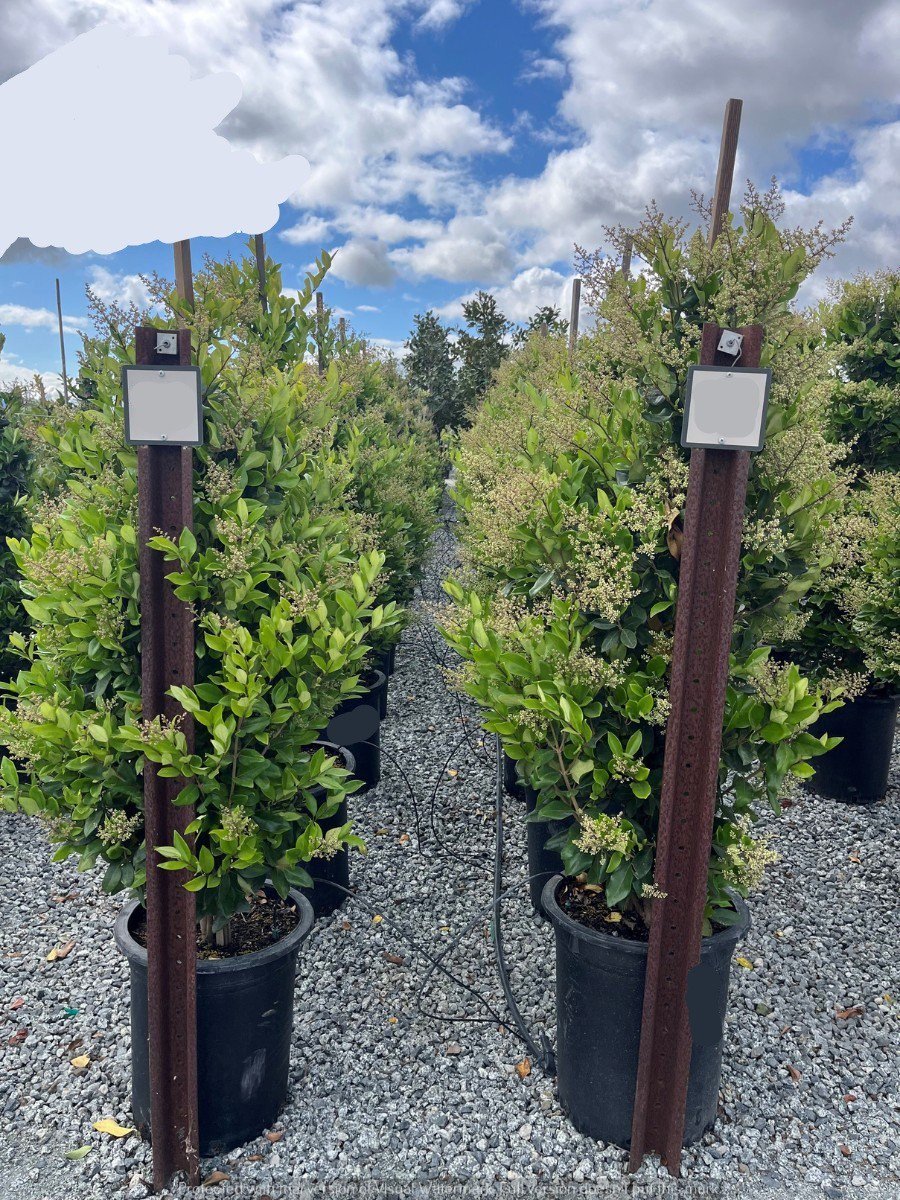 Buy Ligustrum japonicum 'Texanum' (Column) (Waxleaf Privet)