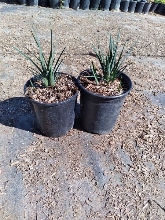 Buy Dianella revoluta 'Little Rev' (Little Rev Flax Lily) | Bidscape