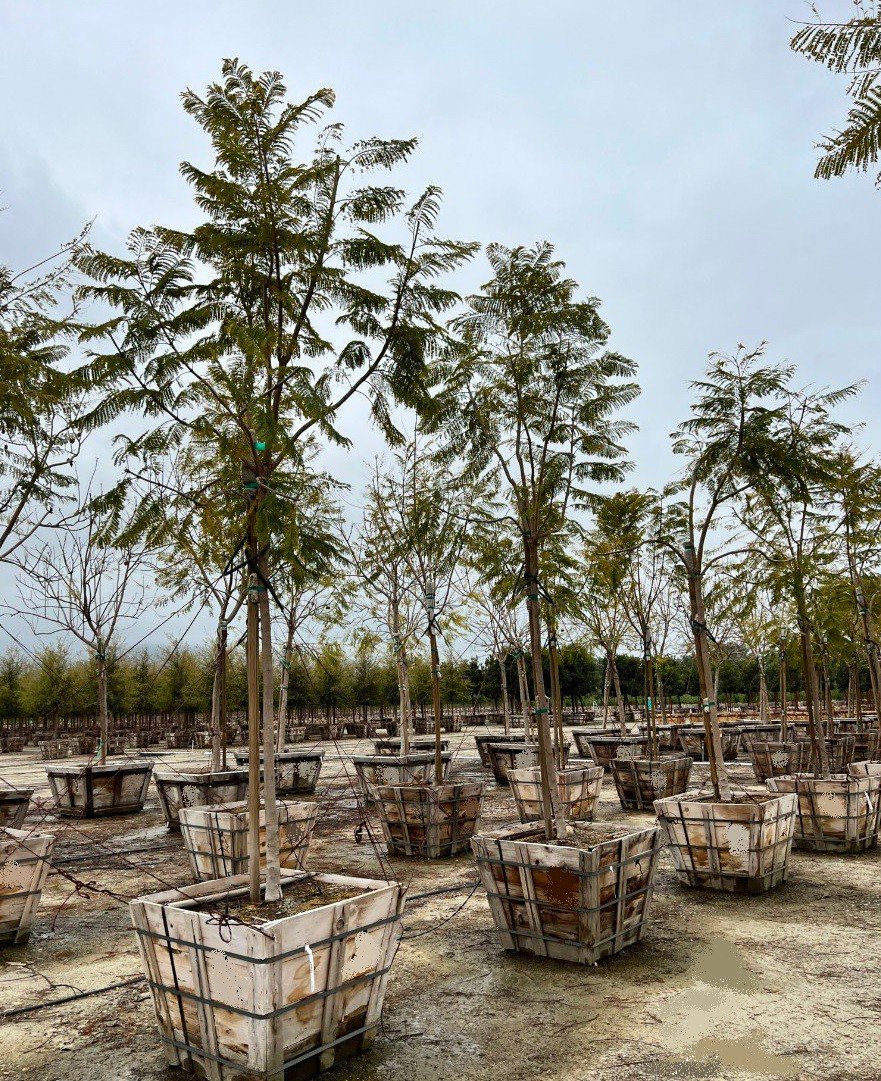 Buy Magnolia grandiflora ‘Russet’ (Standard)